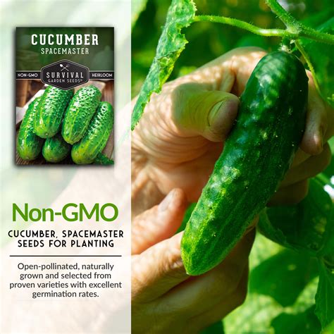 Spacemaster Cucumber Seed For Planting Survivalgardenseeds