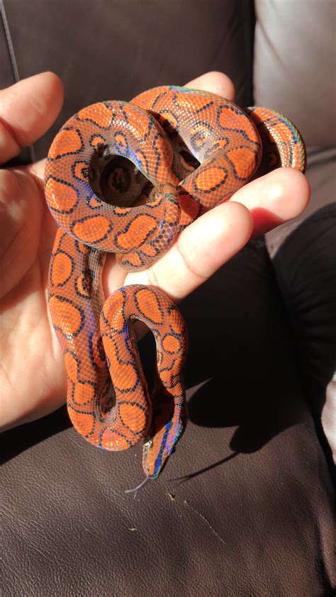 Brazilian Rainbow Boa Produced By Dave Colling Of Rainbows R Us