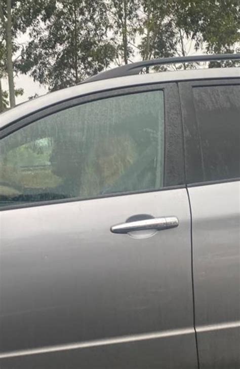 Sex Doll Sells Out As Melbourne Commuters Use It To Cheat Transit Lanes News Com Au