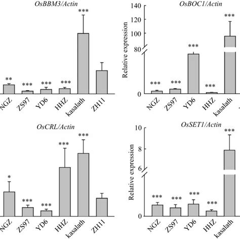 Quantitative Reverse Transcription Pcr Qrt Pcr Analysis Of The Callus Download Scientific