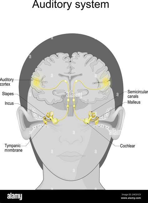 Système Auditif De La Membrane Tympanique Et Cochlear Dans Loreille Au Cortex Auditif Sur Le