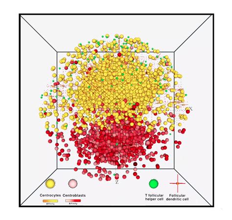 From Affinity Selection To Kinetic Selection In Germinal Centre