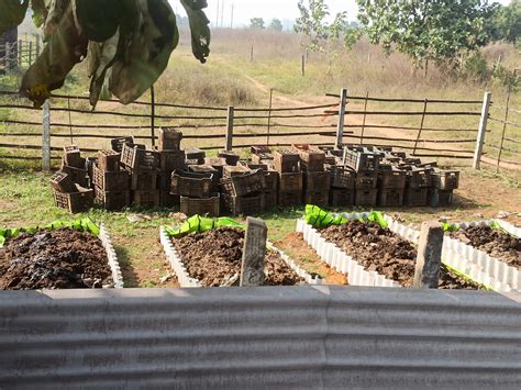 Soilerr Organics An Overview Of Vermicomposting Using The Australian Breed Of Earthworm Better Soilerr Organics An Overview Of Vermicomposting Using The Australian Breed Of Earthworm Better