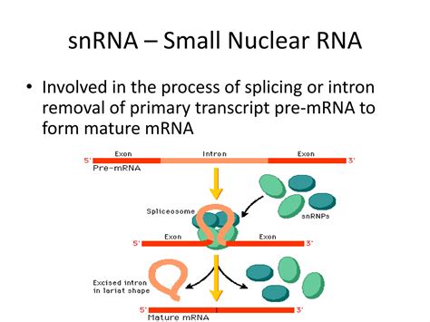 Structure And Importance Of Rna Pptx Biological Sciences Science