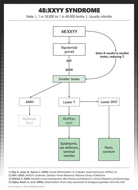 Sex Development Charts — Paradox Institute
