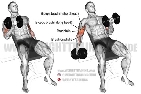 Dumbbell Reverse Curl Instructions And Video Weight Training Guide