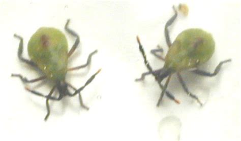 Cactus Coreid Bugs Whats That Bug