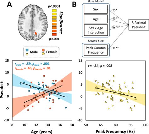 Sex By Age Interactions In Visual Gamma Activity In The Right Superior Download Scientific