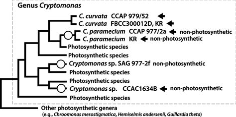 Schematic Phylogeny Of Cryptophytes Based On Nucleomorph Small Subunit
