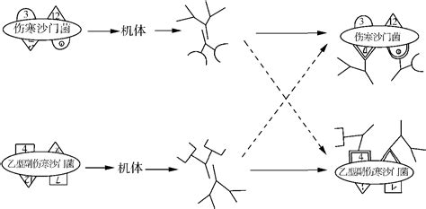 二共同抗原与交叉反应 基础医学 医学