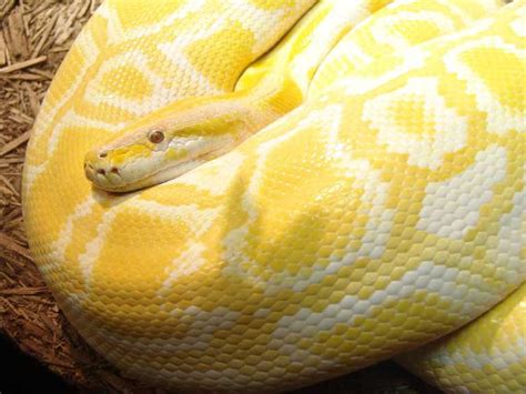 Python Infoworld