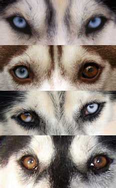 Siberian Huskies Southern Siberians
