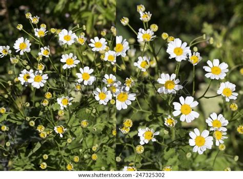 Pretty Collage Pyrethrum Tanacetum Cinerariifolium Cinerariifolium