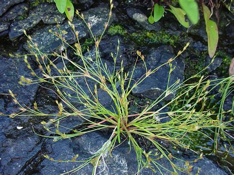 Juncus Bufonius Toad Rush Go Botany