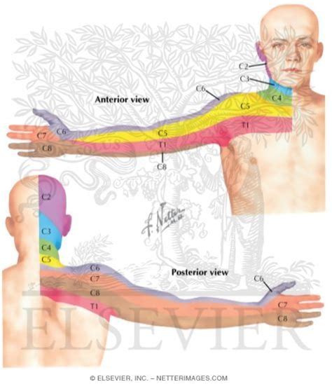 Dermal Segmentation Of Upper Limb Medical Anatomy Plexus Products Physical Therapy Assistant