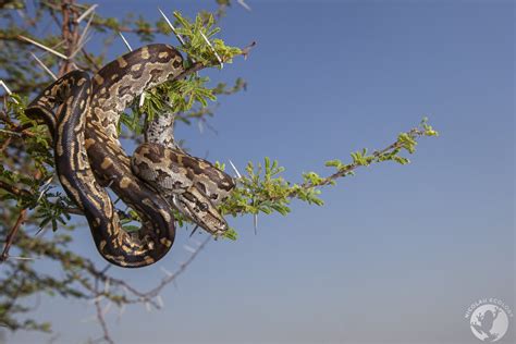 Python Natalensis — Nicolau Ecology