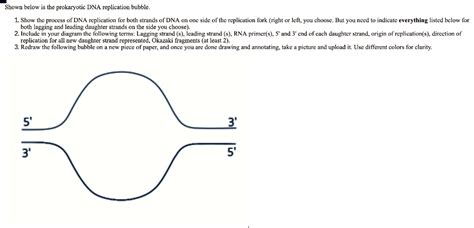 Shown Below Is The Prokaryotic Dna Replication Bubble Show The Process