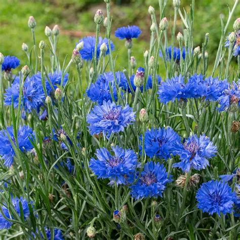 23 Stunning Blue Flowers Youll Love Having In Your Garden