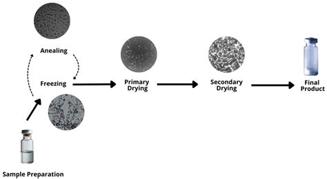 The Importance Of Primary And Secondary Drying And Their Impact On