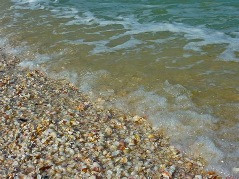 I See Seashells I Love Shelling