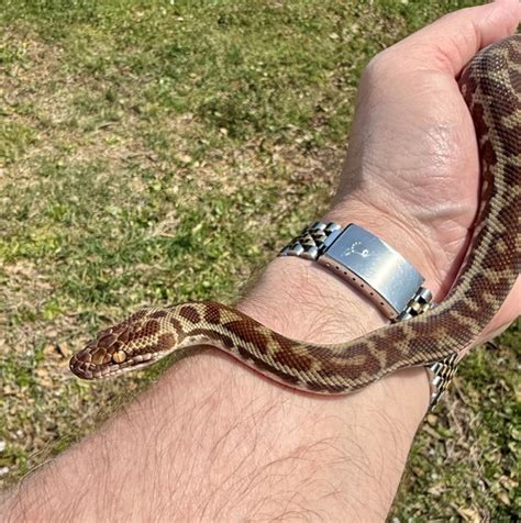 2020 Male Wheatbelt Stimsons Python By Locality Gems