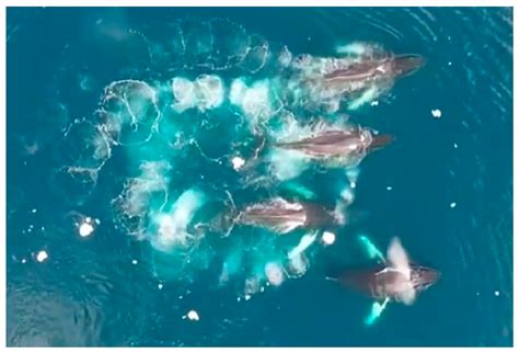 Jmse Free Full Text Improved Whale Optimization Algorithm For Maritime Autonomous Surface