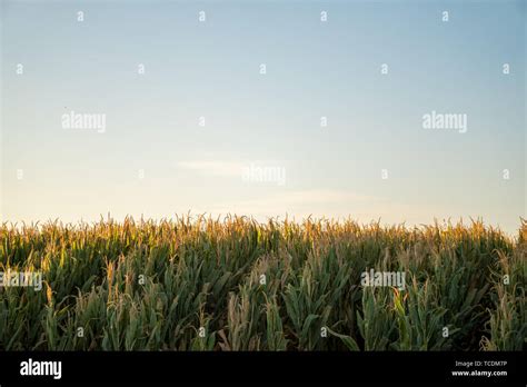 A Field Of Corn Growing In Tight Rows Stock Photo Alamy