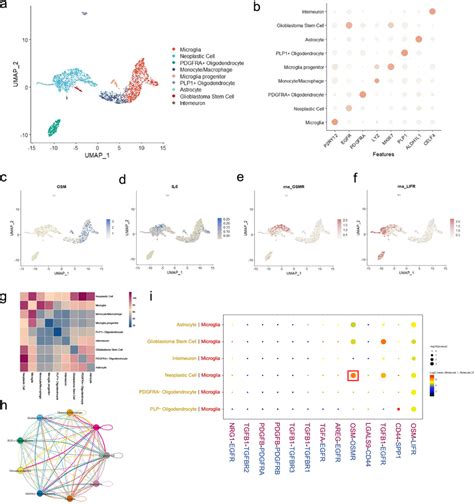 Expression Of Osm Related Molecules And Cell Cell Interactions In Download Scientific Diagram