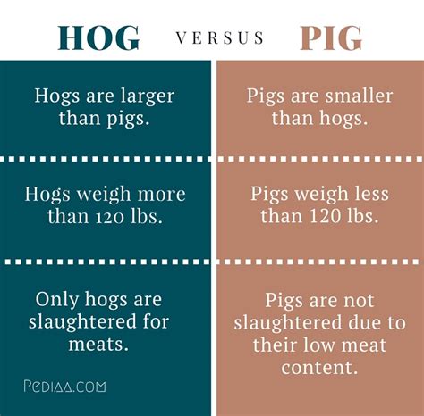 Difference Between Hog And Pig Pediaacom