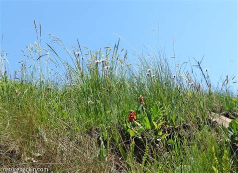 Grassland Biome Flowers