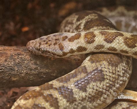 Spotted Python Photos Spotted Python Images Nature Wildlife Pictures