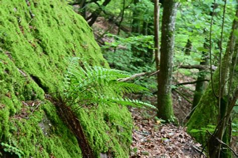 苔藓 苔绿色 秋季 Pixabay上的免费照片 Pixabay