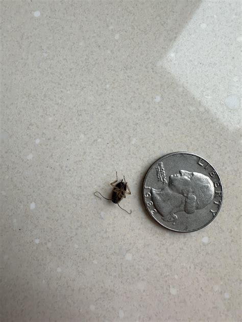 Is This A Cockroach Nymph R Bugidentification