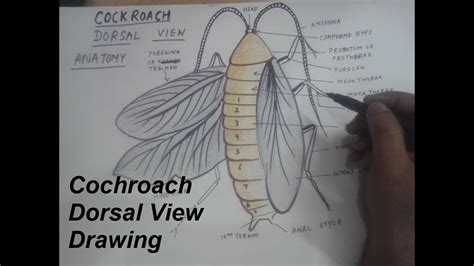 How To Draw A Cockroach Learn How To Draw A Cockroach Insects Step