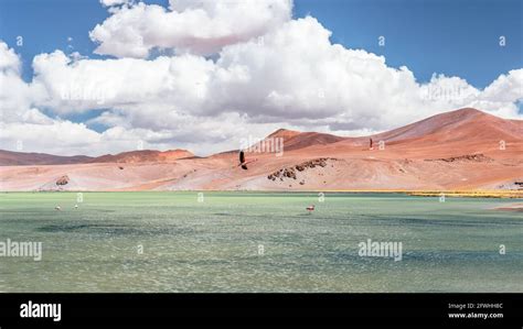 Beautiful Pink Flamingo Flying Over The Surface Of Laguna Santa Rosa In
