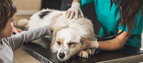 What Treats Whipworms In Dogs