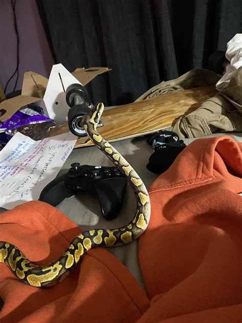 Why Does My Ball Python Do This Rballpython