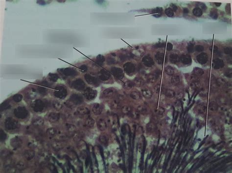 Testis Histology 2 Diagram Quizlet
