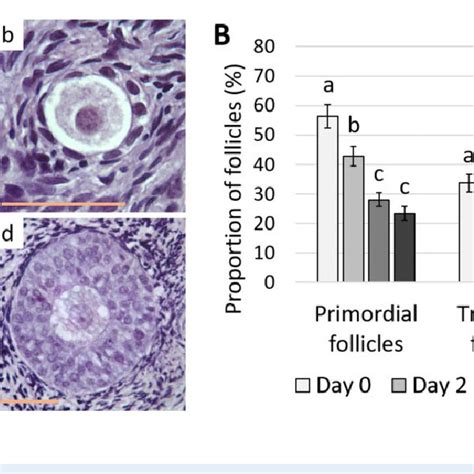 Primordial Follicle Activation And Early Growth During In Vitro Download Scientific Diagram