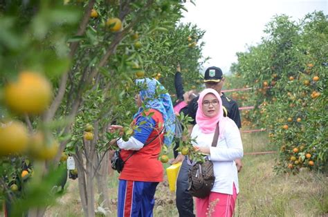 Foto Wisata Petik Jeruk Balitjestro Batu Bisa Petik Jeruk Sepuasnya