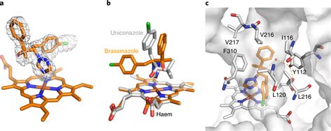 Crystal Structure Of Brassinazole Bound Cyp90b1 A Simulated Annealing