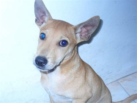 10 Razas De Perros Que Aunque No Lo Parezca Son Originarias De