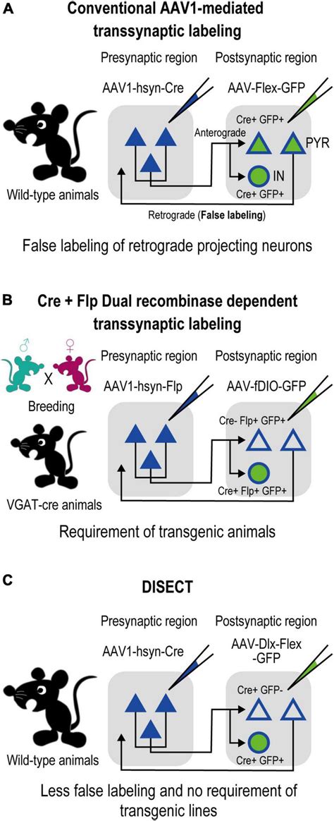 Comparison Of Disect With The Aav1 Mediated Anterograde Transsynaptic Download Scientific