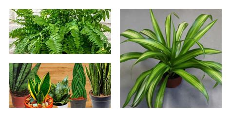 Чотири рослини які будуть рости навіть в темній кімнаті Spiker Club