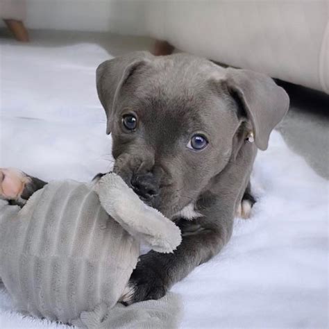 Blue Blue Staffordshire Puppies For Sale And Adoption