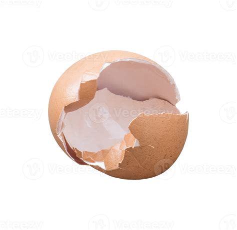 What Is Egg Shell Made From At Marvin Ibrahim Blog