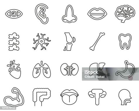 인간의 해부학 또는 인체 부품 아이콘 흑백 얇은 라인 큰 설정 간 내부 기관에 대한 스톡 벡터 아트 및 기타 이미지 간 내부 기관 개념 검은색 Istock