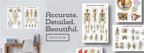 Anatomy Posters Your Best Resource For Beautiful And Accurate Anatomy