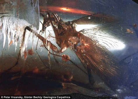 Terrifying 100 Million Year Old Cockroach Found Trapped In Amber