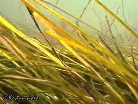 © Водоросли Чёрного моря Взморник, или Зостера, или Морская трава ...